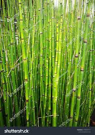 “The Japanese bamboo legend you have to read when things don’t go your ...