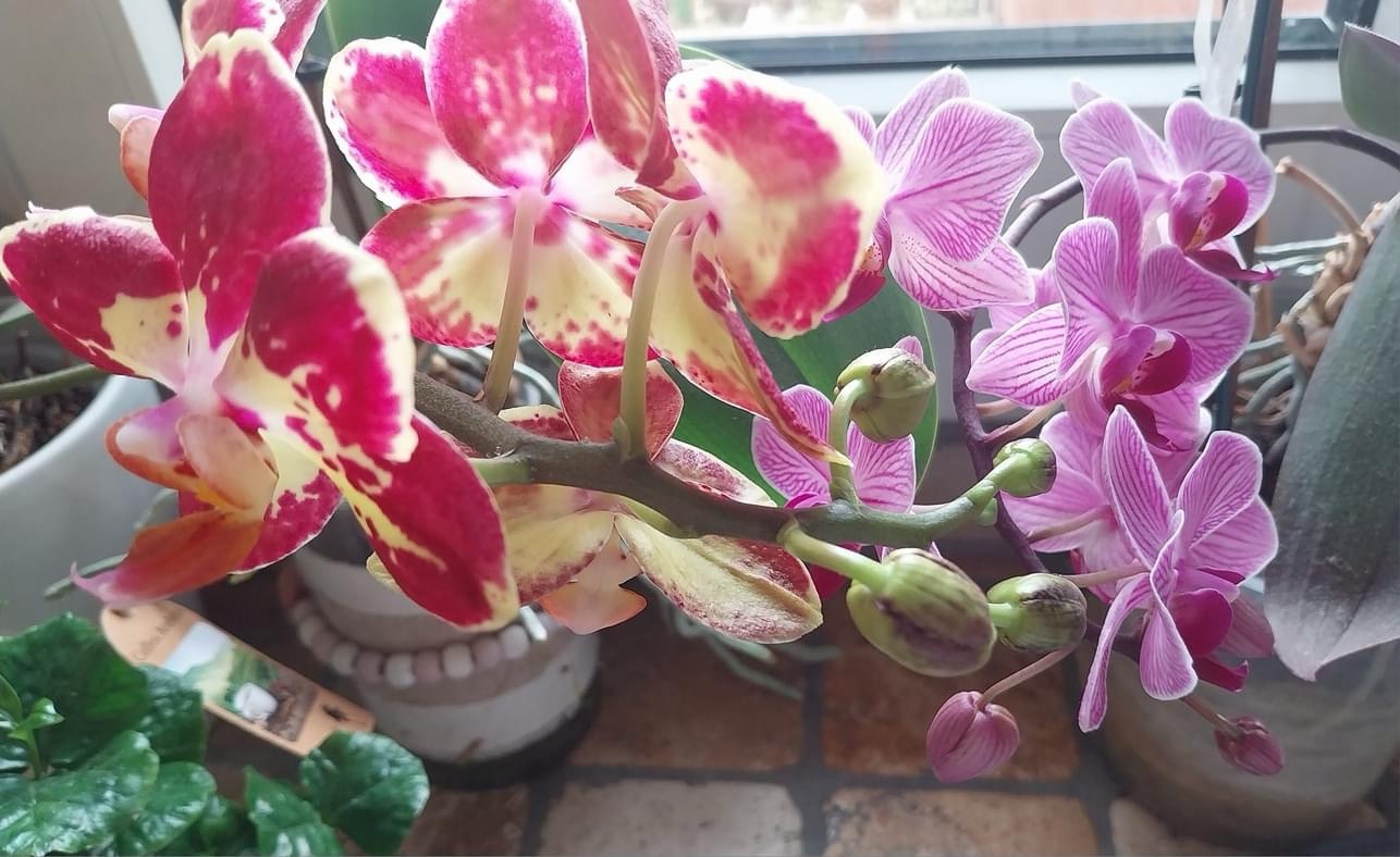 “Immortal Greens and the Art of Unkillable Plant Parenthood: Chronicles ...